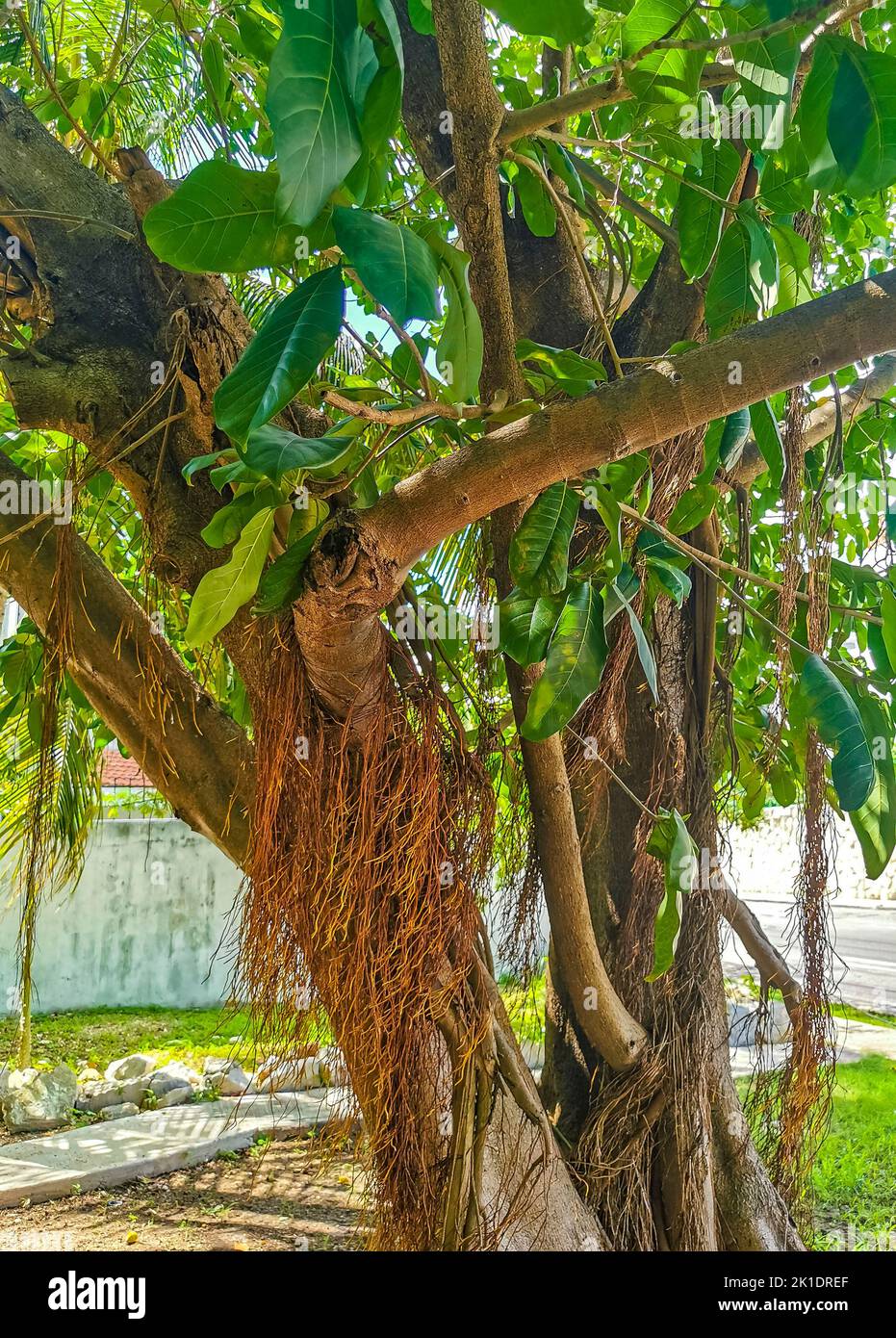 Huge beautiful Ficus maxima Fig tree in Playa del Carmen Quintana Roo ...