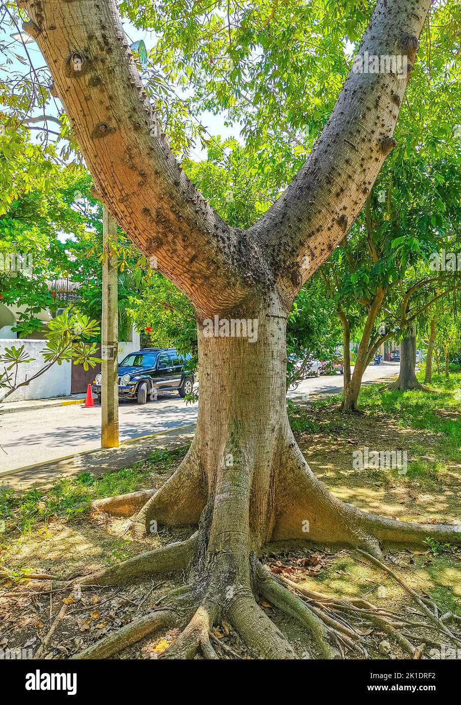 Ceiba Tree Legend