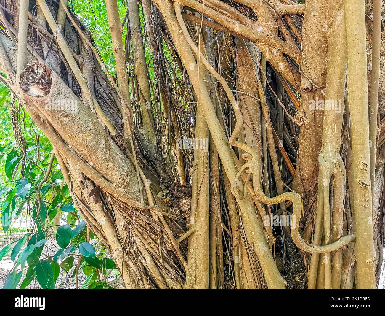 Huge beautiful Ficus maxima Fig tree in Playa del Carmen Quintana Roo ...