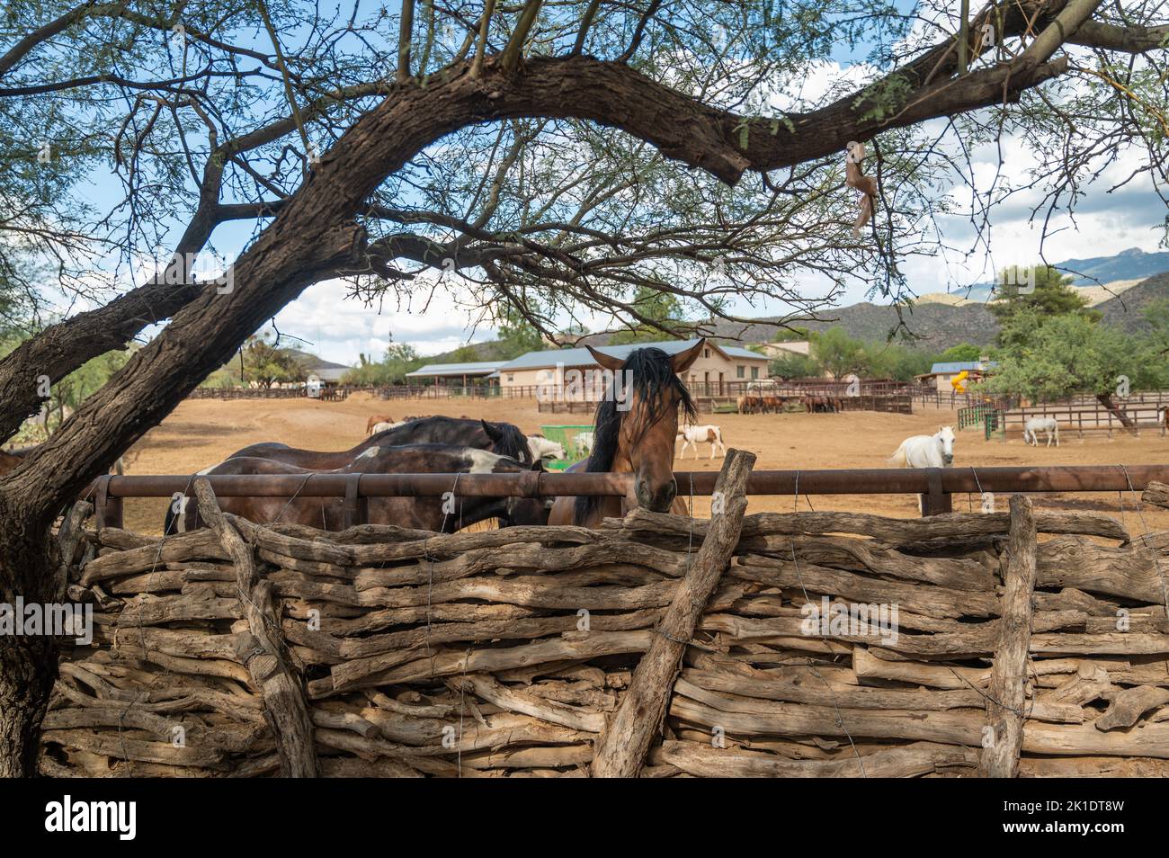 Horses on Arizona ranch in a corral Stock Photo - Alamy