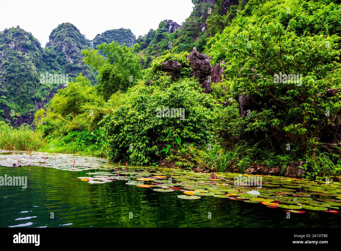 Floating lilly pads hi-res stock photography and images - Alamy