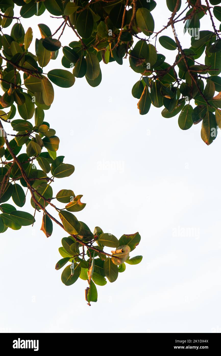 Almond tree leaves outdoors in Rio de Janeiro Brazil Stock Photo - Alamy
