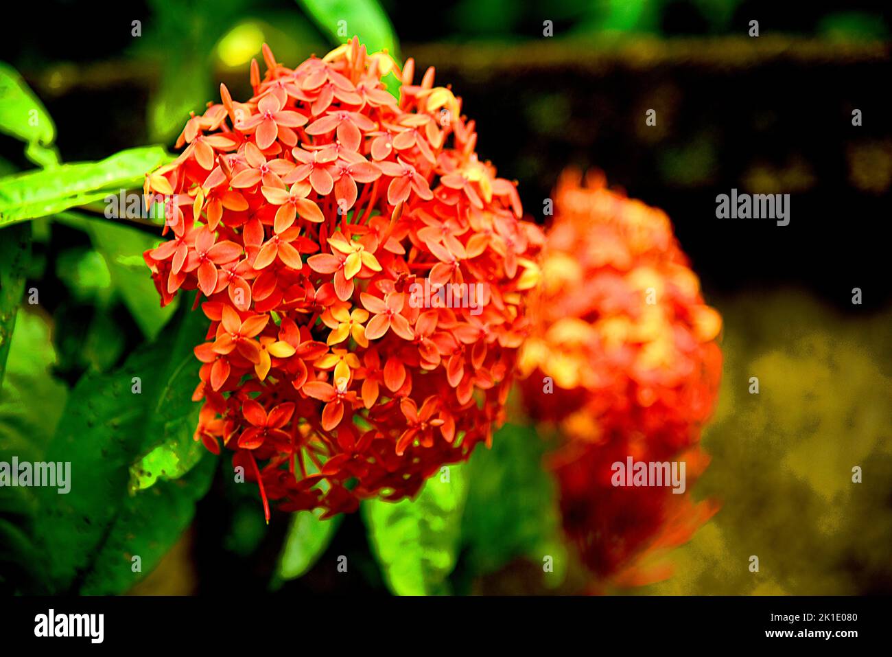 Thechi Flower.(Ixora coccinea Stock Photo - Alamy