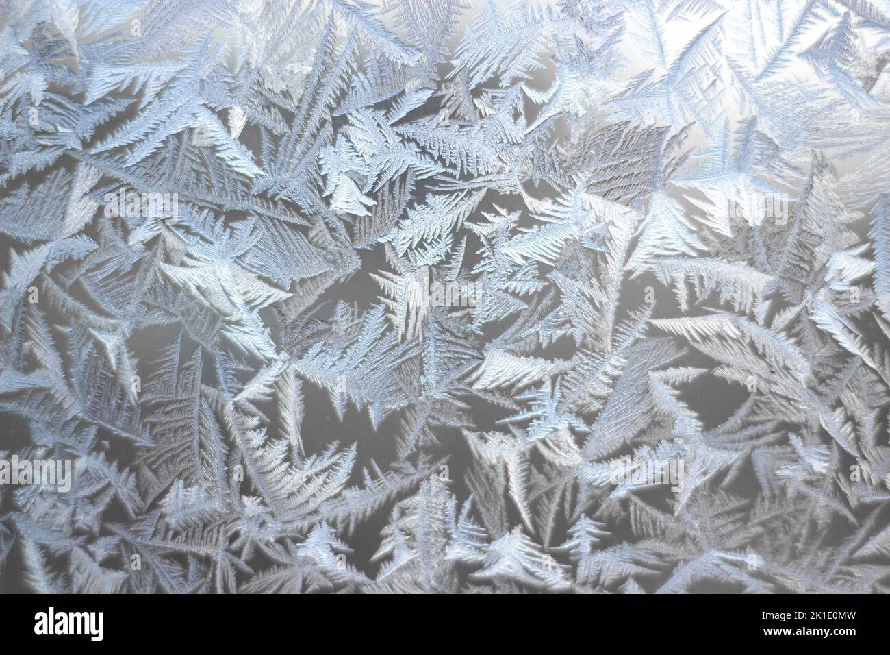 A beautiful natural background of sharp narrow leaves with bright ...