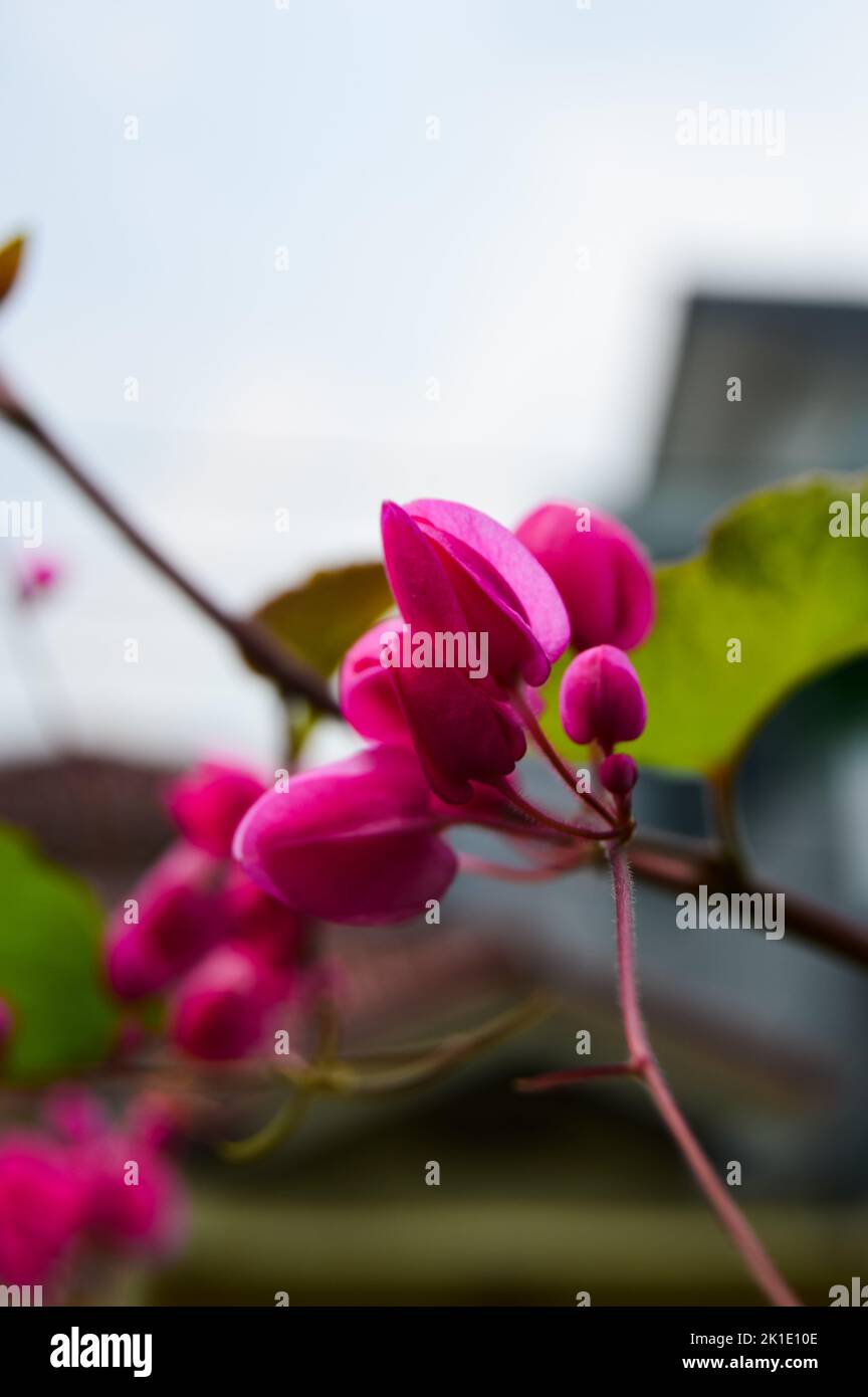 Antigonon leptopus commonly known as coral vine or Mexican creeper or ...