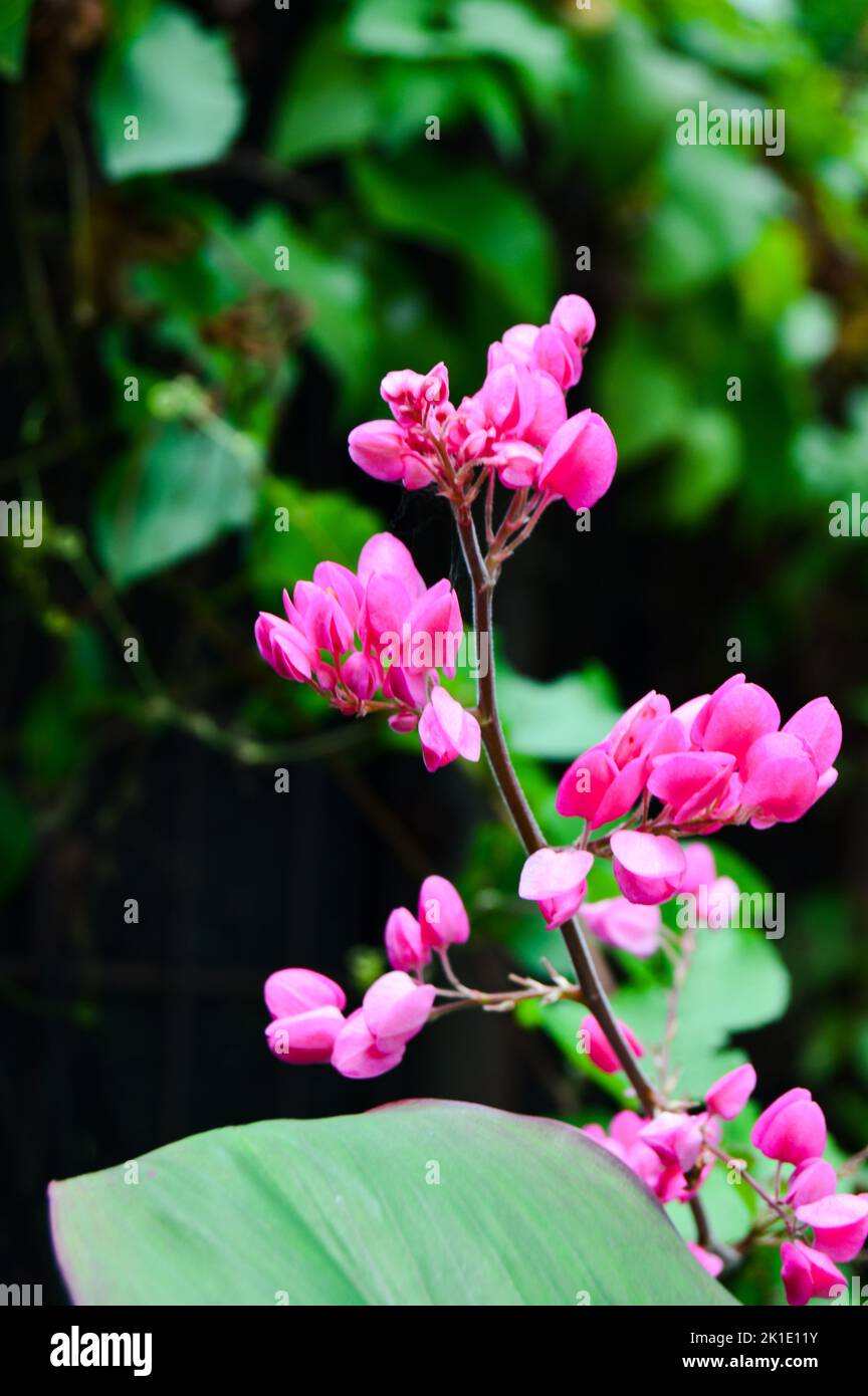 Antigonon leptopus commonly known as coral vine or Mexican creeper or ...