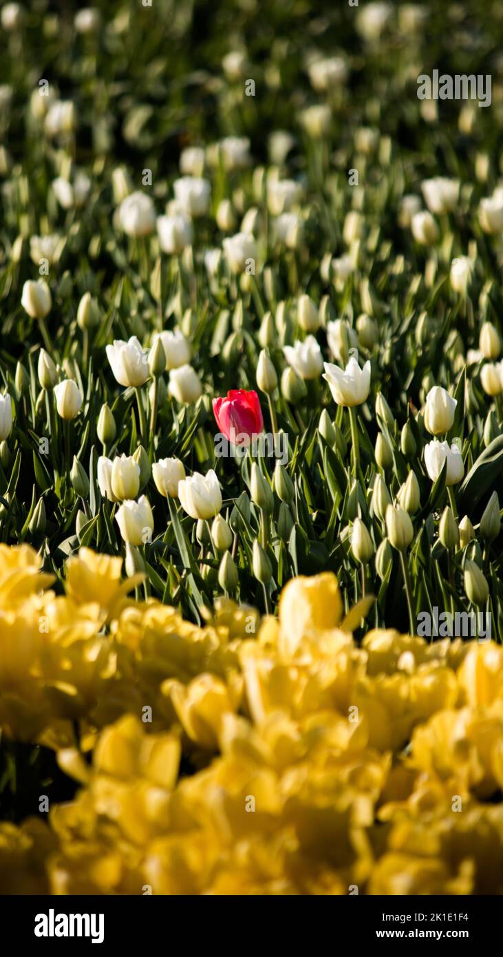 Tulip blooming delightfully in spring. Standing out from rest of the ...