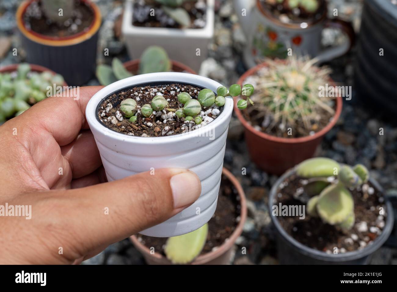 Variegated string of peals succulents plant holding in hand Stock Photo ...