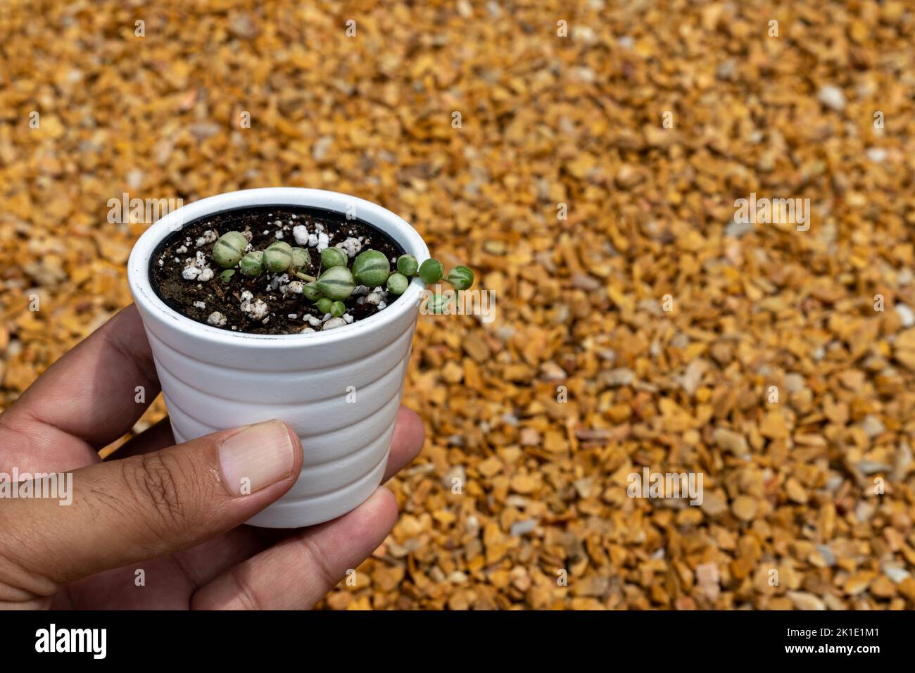 Variegated string of pearl succulent plant in a white ceramic miniature ...