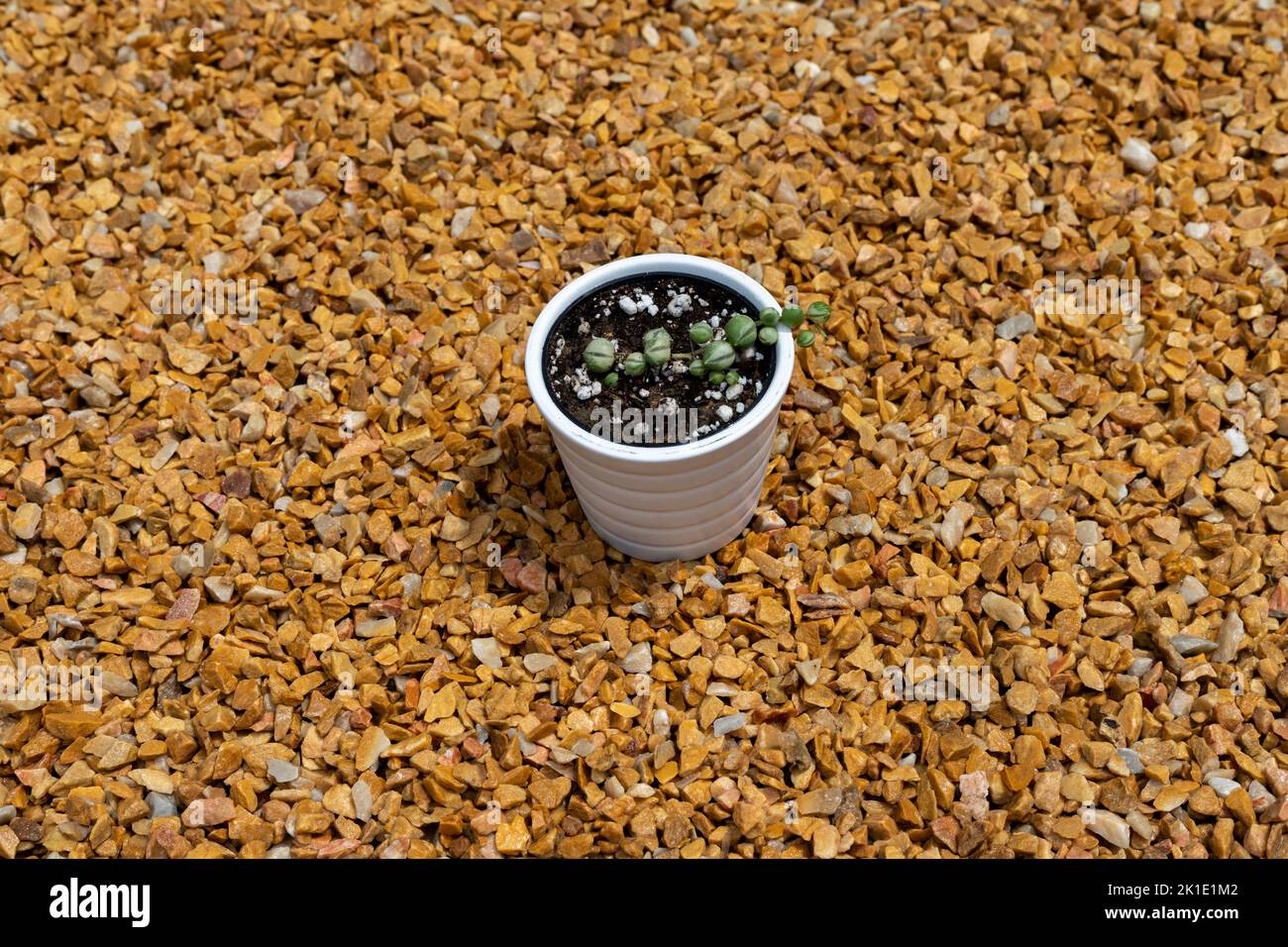 string of pearls variegated succulents plant in an cute miniature pot ...