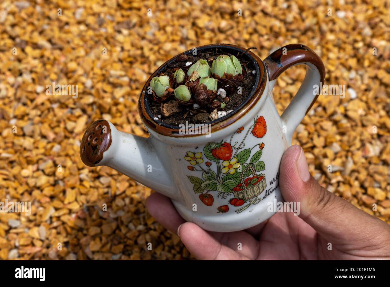 Rosettes rose hi-res stock photography and images - Alamy