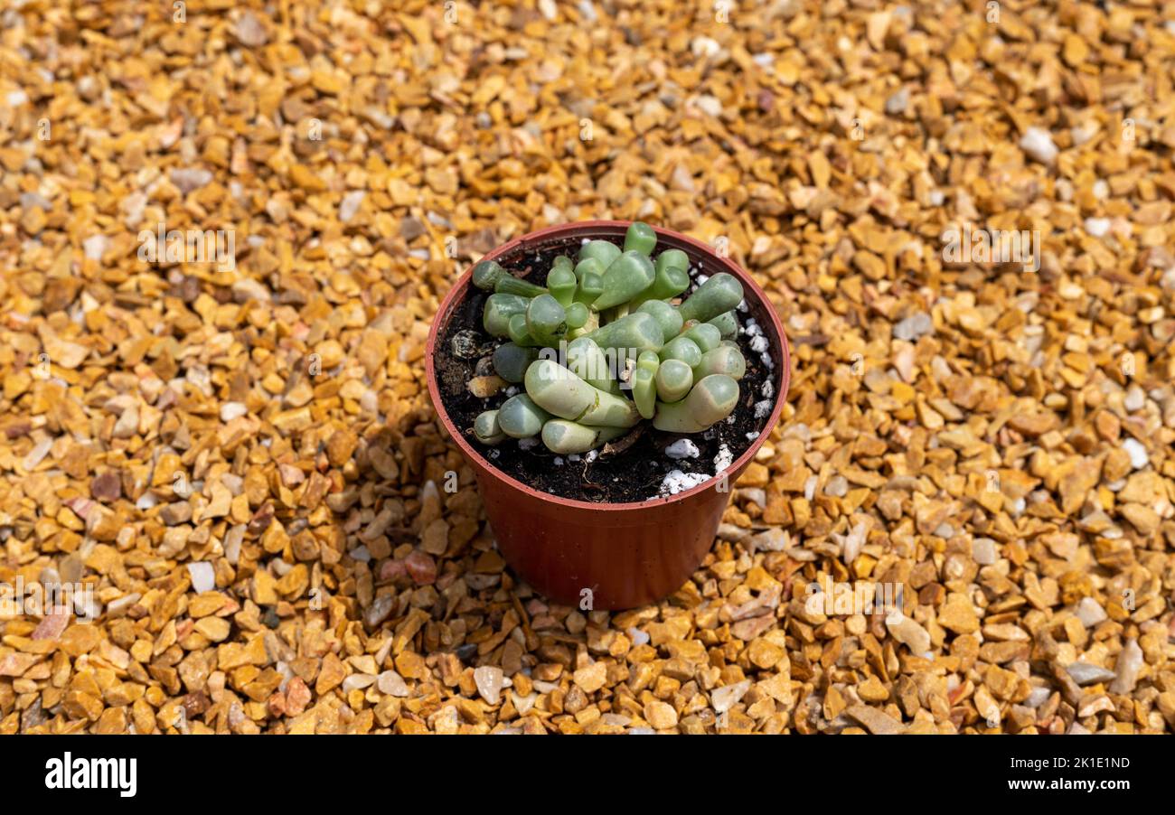 Baby toe succulent hi-res stock photography and images - Alamy