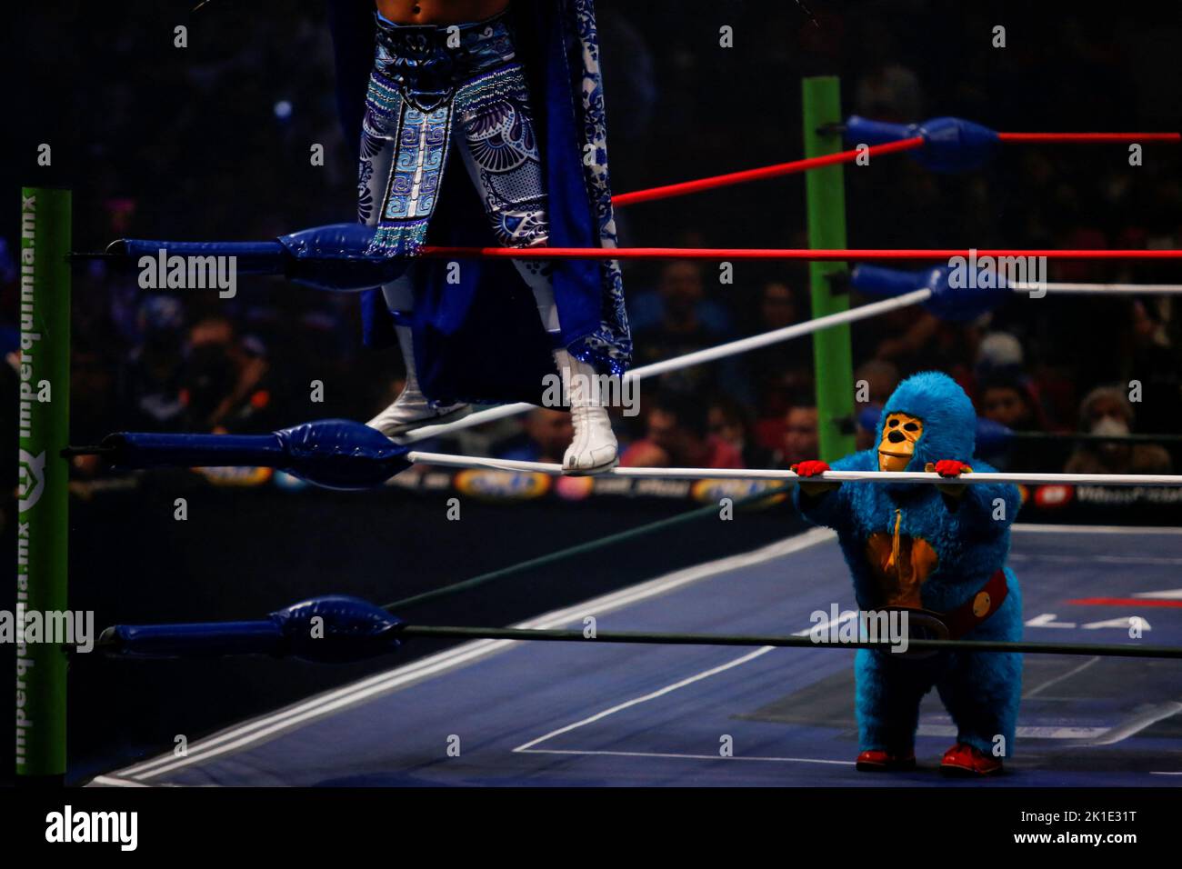 Kemonito hi-res stock photography and images - Alamy