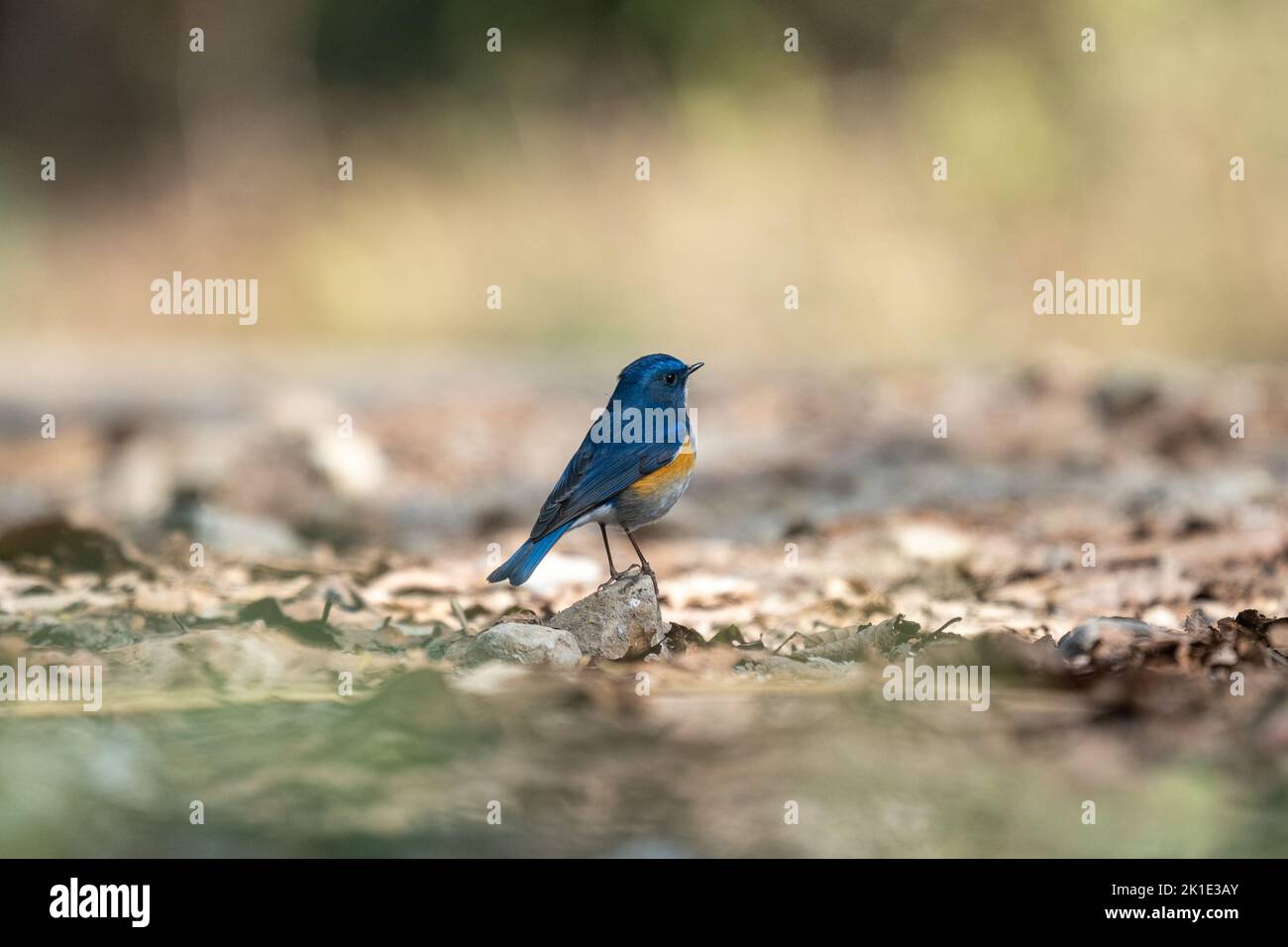 Red flanked blue tail bird hi-res stock photography and images - Alamy
