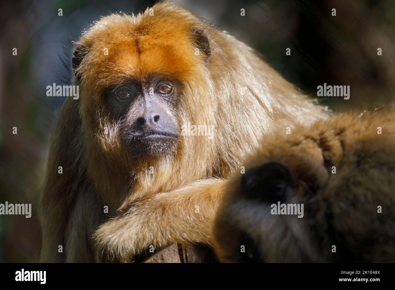 Monkey sit down looking with sad eyes, Pantanal, Brazil Stock Photo - Alamy