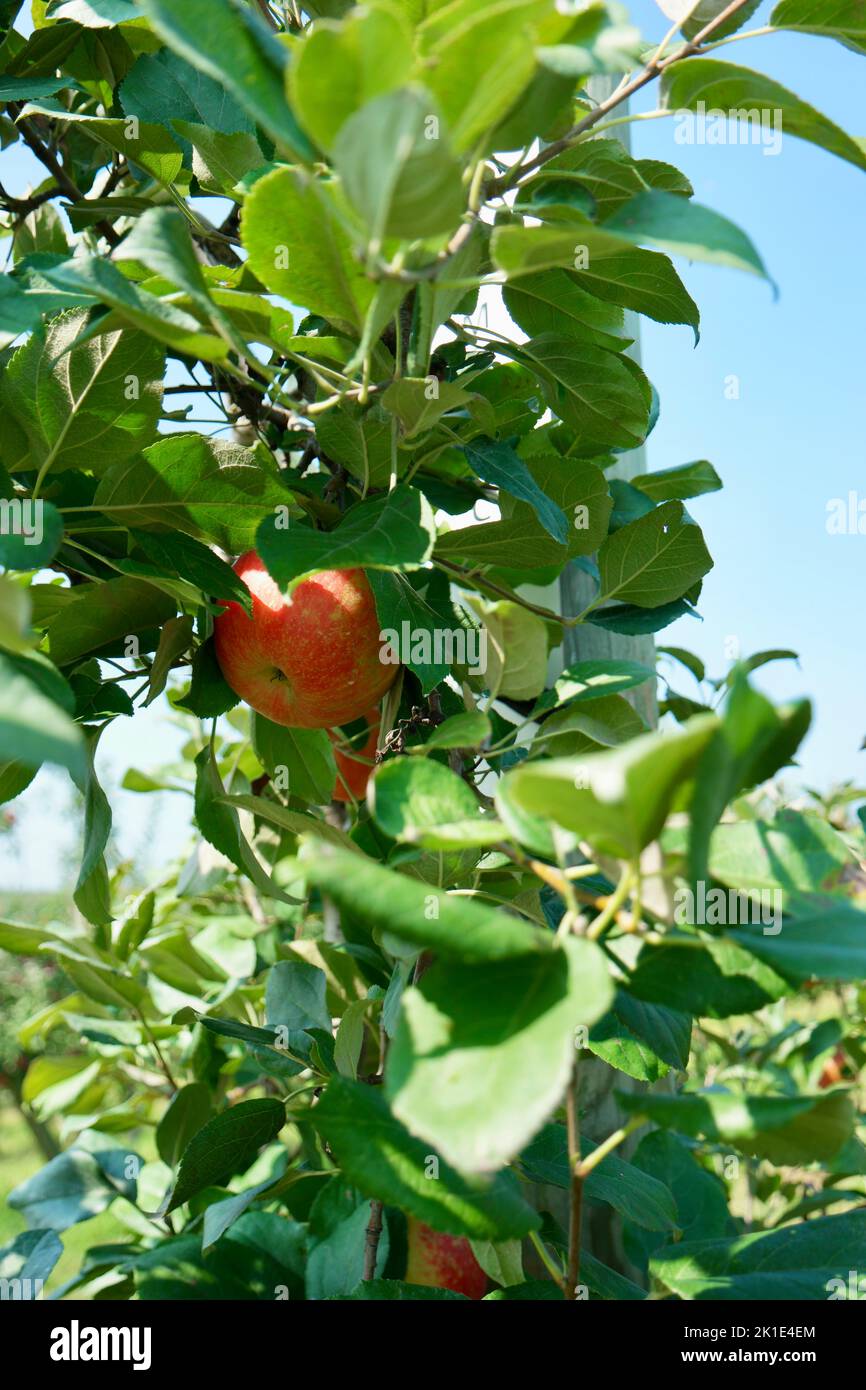 Crimson crisp apple picking Stock Photo - Alamy
