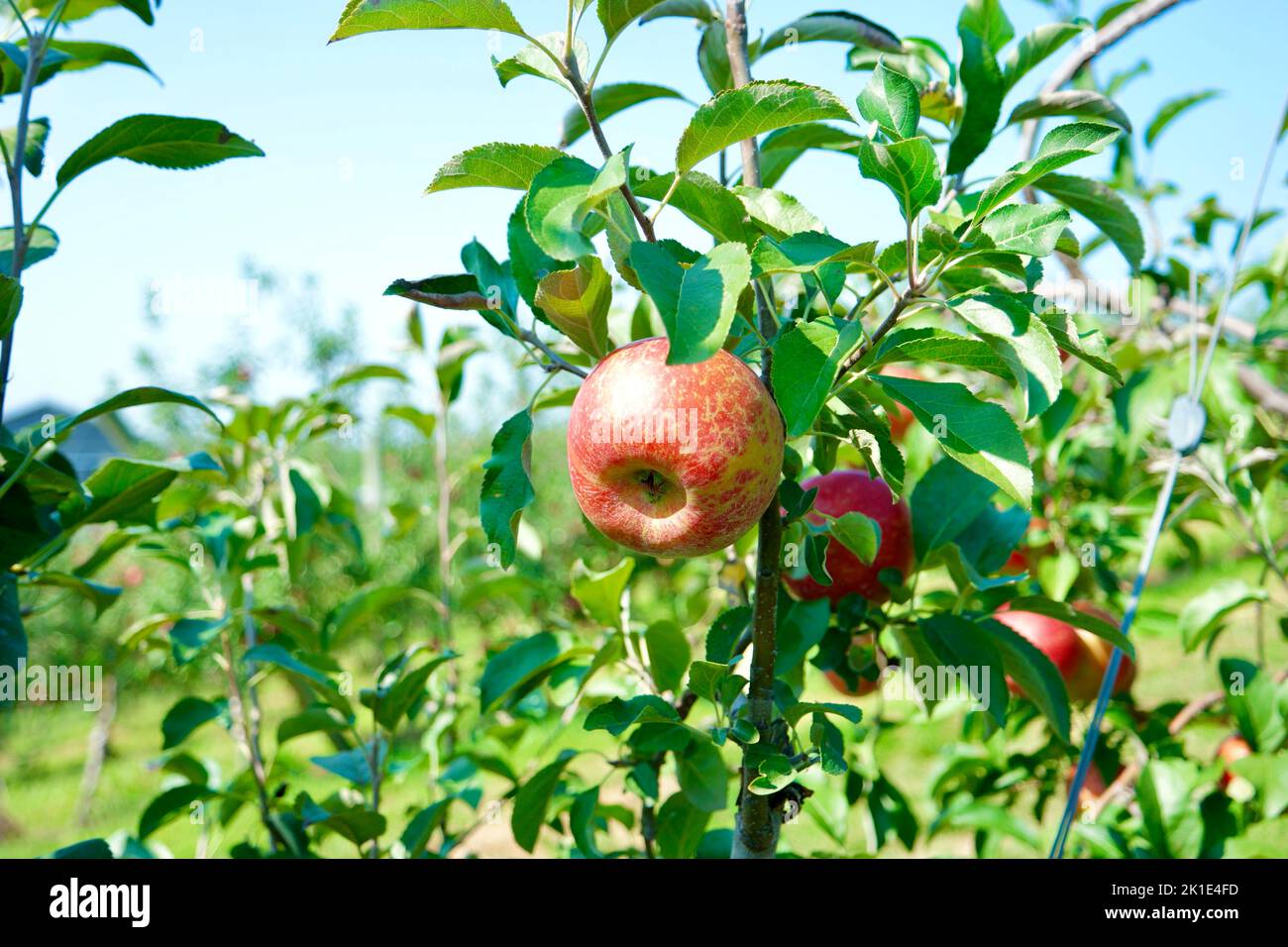 Crimson crisp apple picking Stock Photo - Alamy