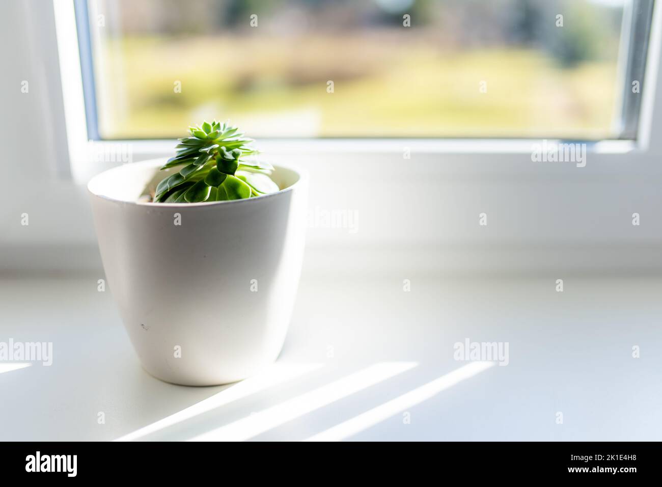 Succulent plant in white flower pot on a windowsill. Decorating house ...