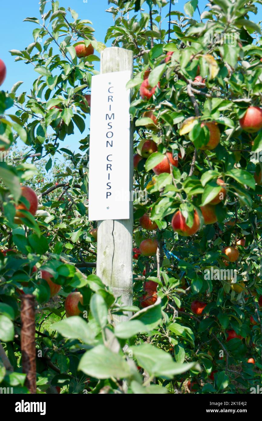Crimson crisp apple picking Stock Photo - Alamy