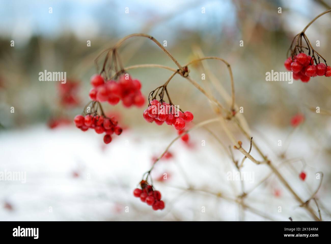 Bright red fruits of viburnum plant on winter day. Beautiful winter ...