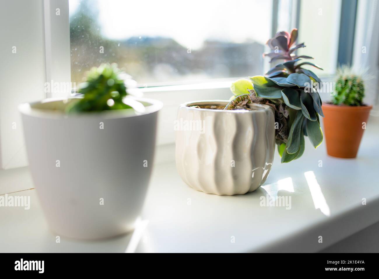 Assorted cactus and succulent plants in colourful flower pots on a ...