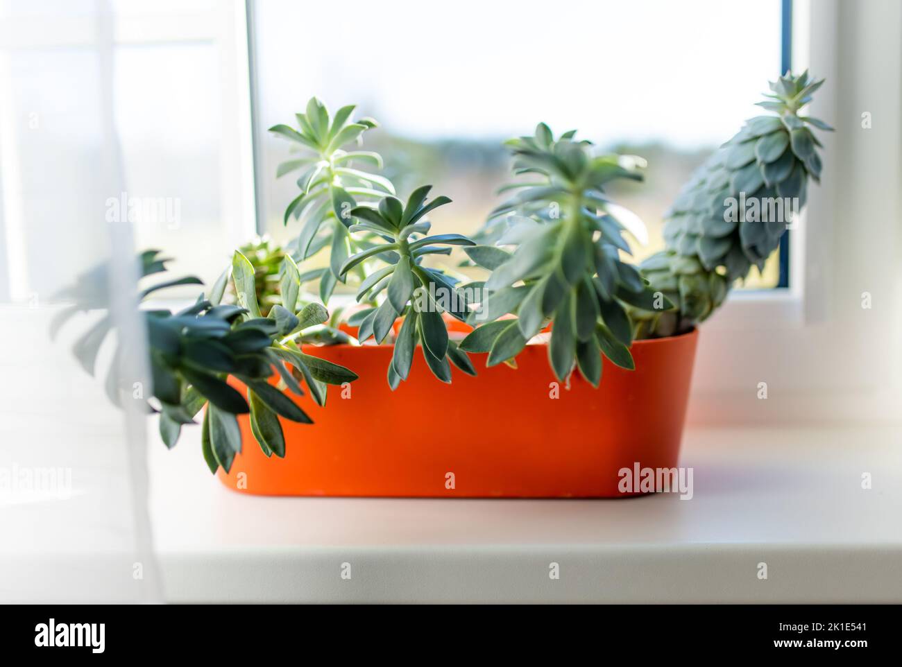 Assorted succulent plants in red flower pot on a windowsill. Decorating ...