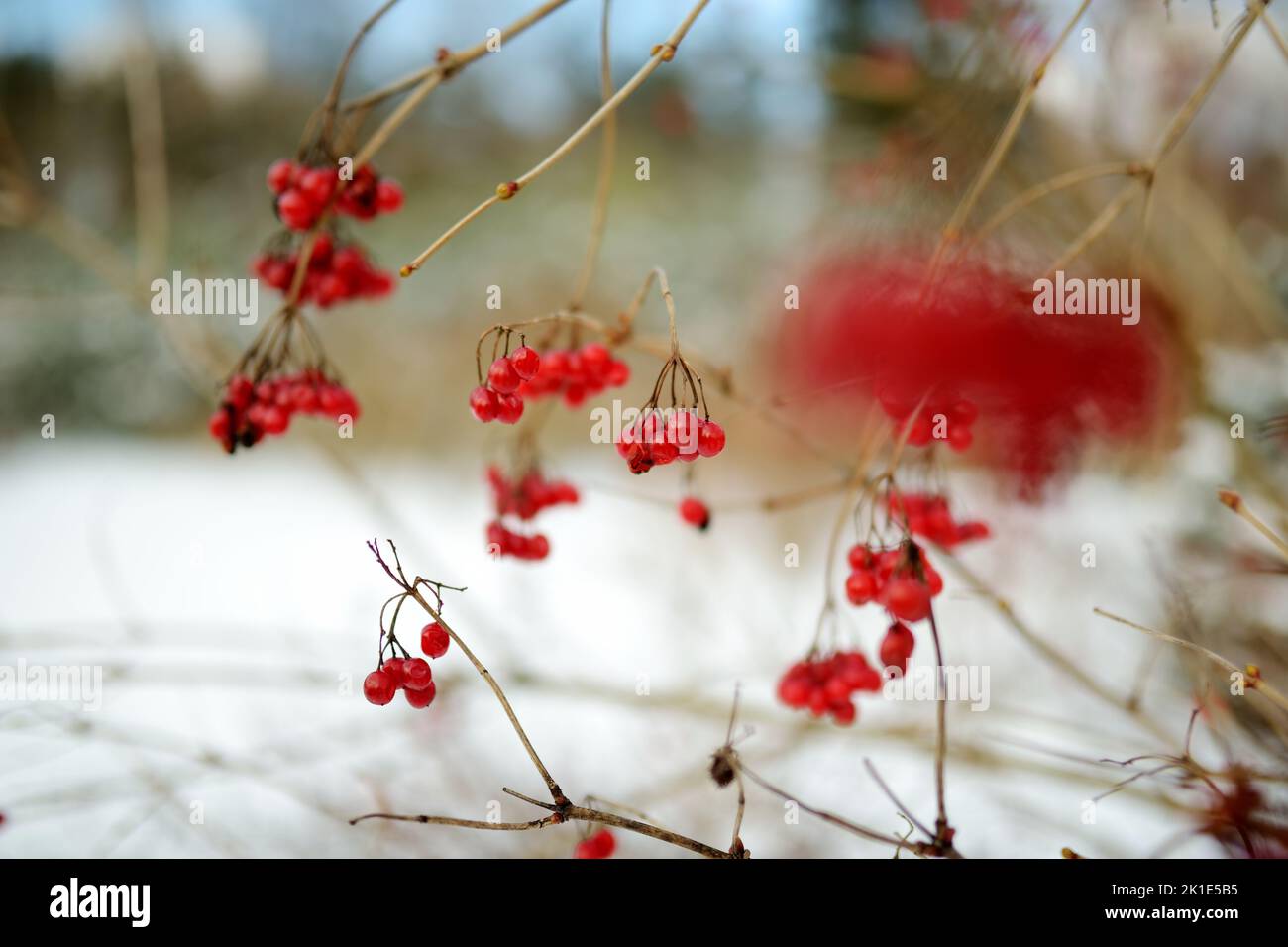 Bright red fruits of viburnum plant on winter day. Beautiful winter ...