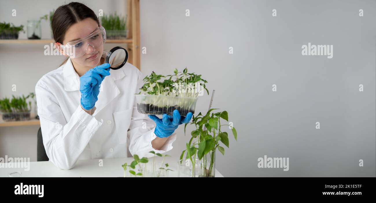female scientists researcher in gloves looking at green plants through ...