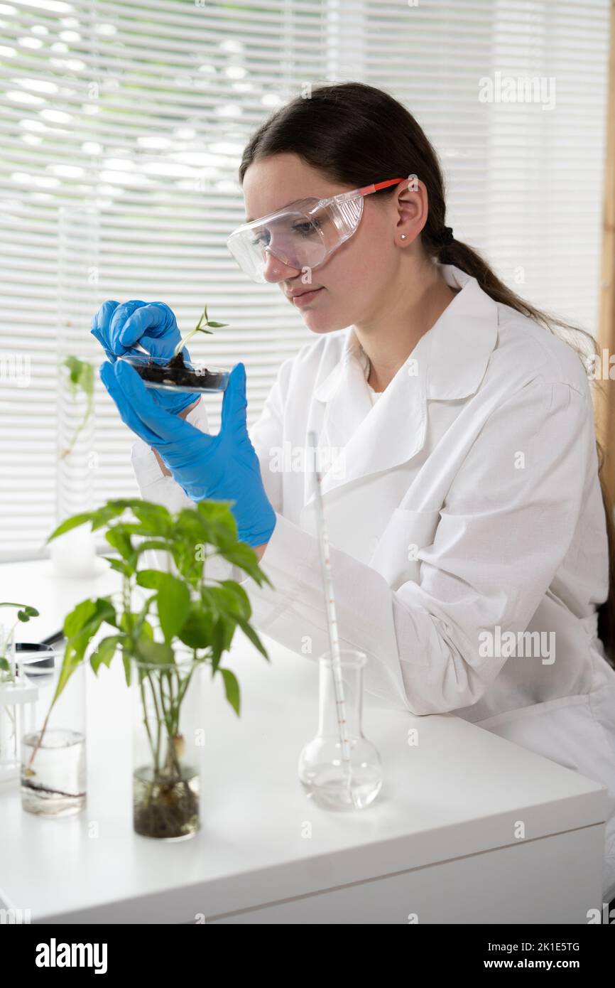 Woman examining green plant in laboratory. Scientist is conducting ...