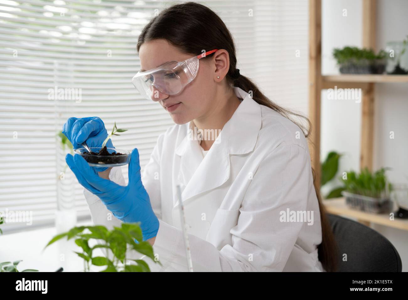 Scientist woman is conducting experiments, tests with plants in petri ...