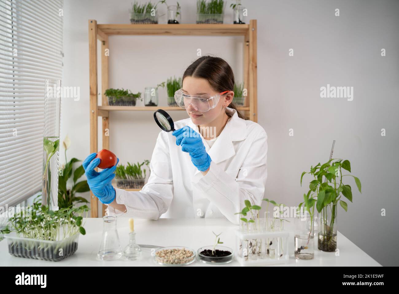 A Lab-Grown cultured vegetables: tomatoes, plants. Medical female ...