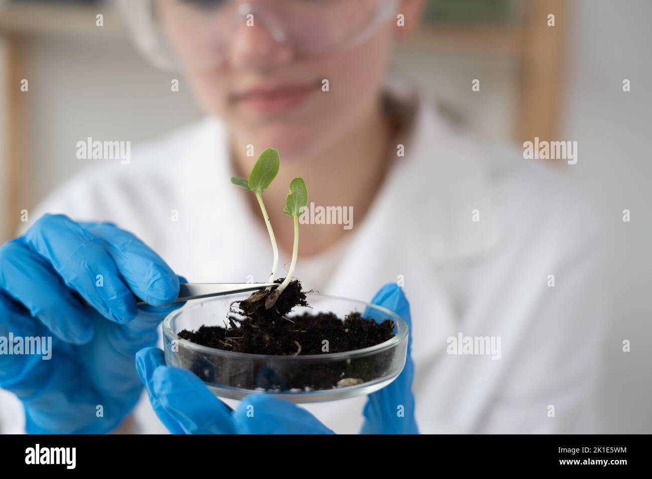 Close up of scientist hands holding petri dish with plant and soil ...
