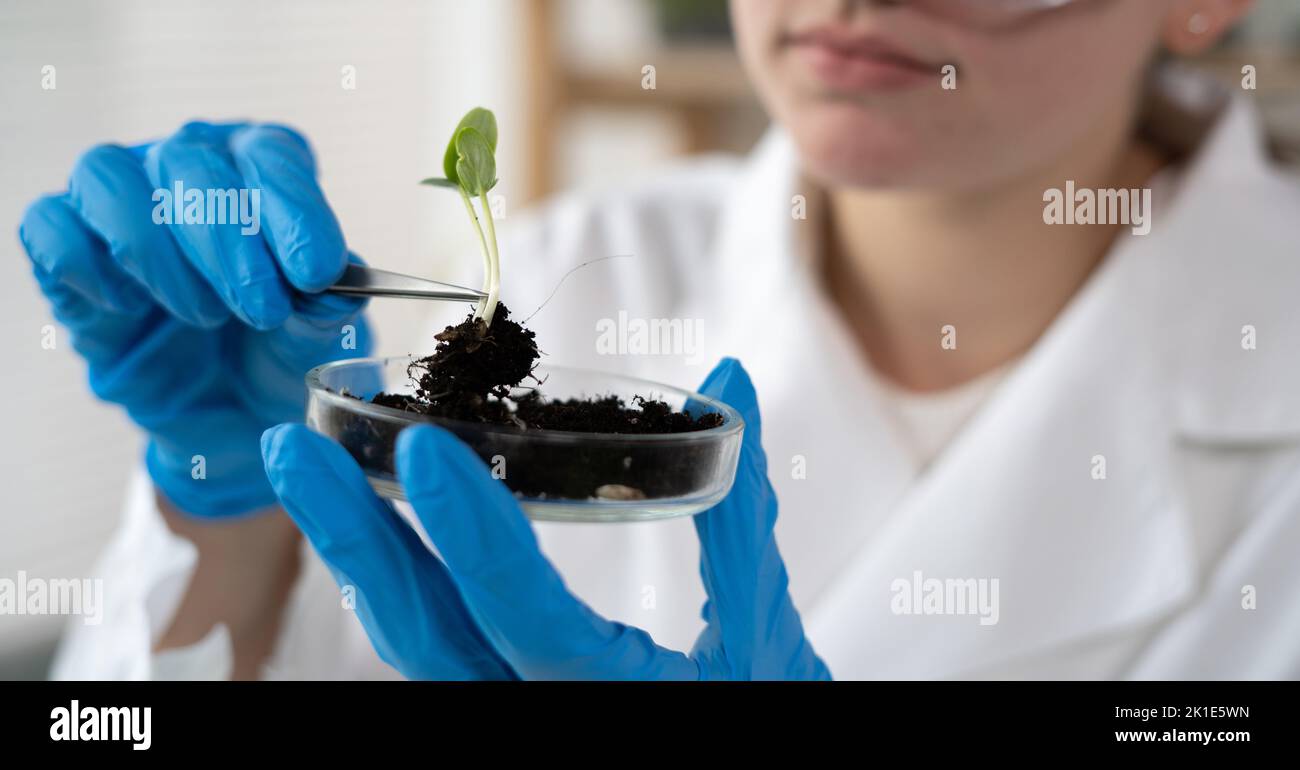 Close up of scientist hands holding petri dish with plant and soil ...