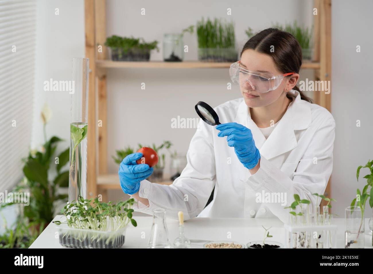 Female Scientist in safety glasses analyzing a lab-grown tomato through ...