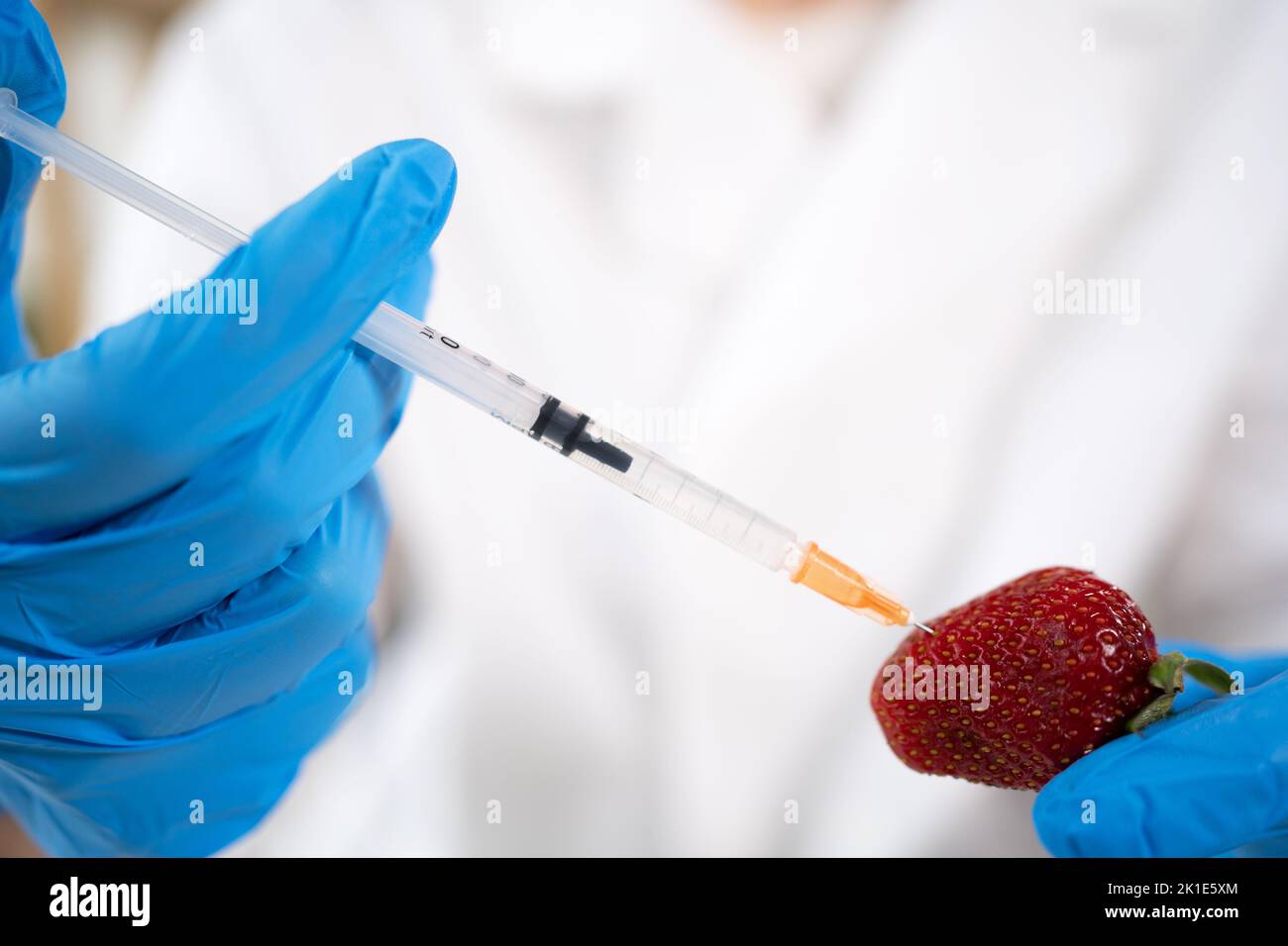 Close up of hands food scientist injecting tomato with a syringe in a ...
