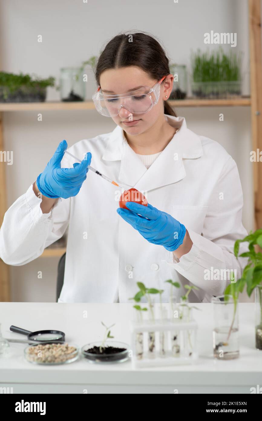 Food Scientist Injects Tomato With A Syringe In A Laboratory She Is Working On A Genetic