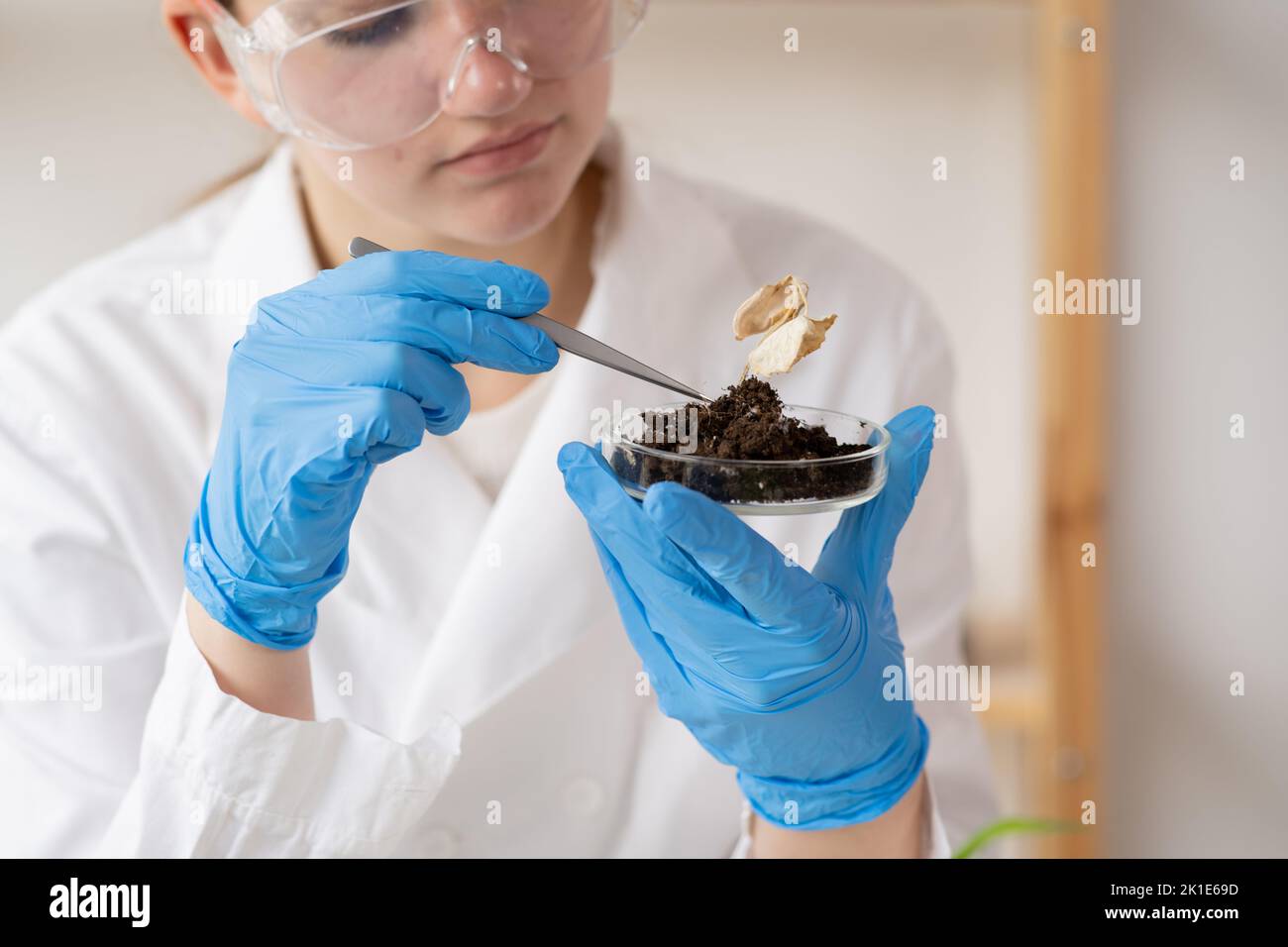 Scientist woman is conducting experiments with plants in petri dish at ...