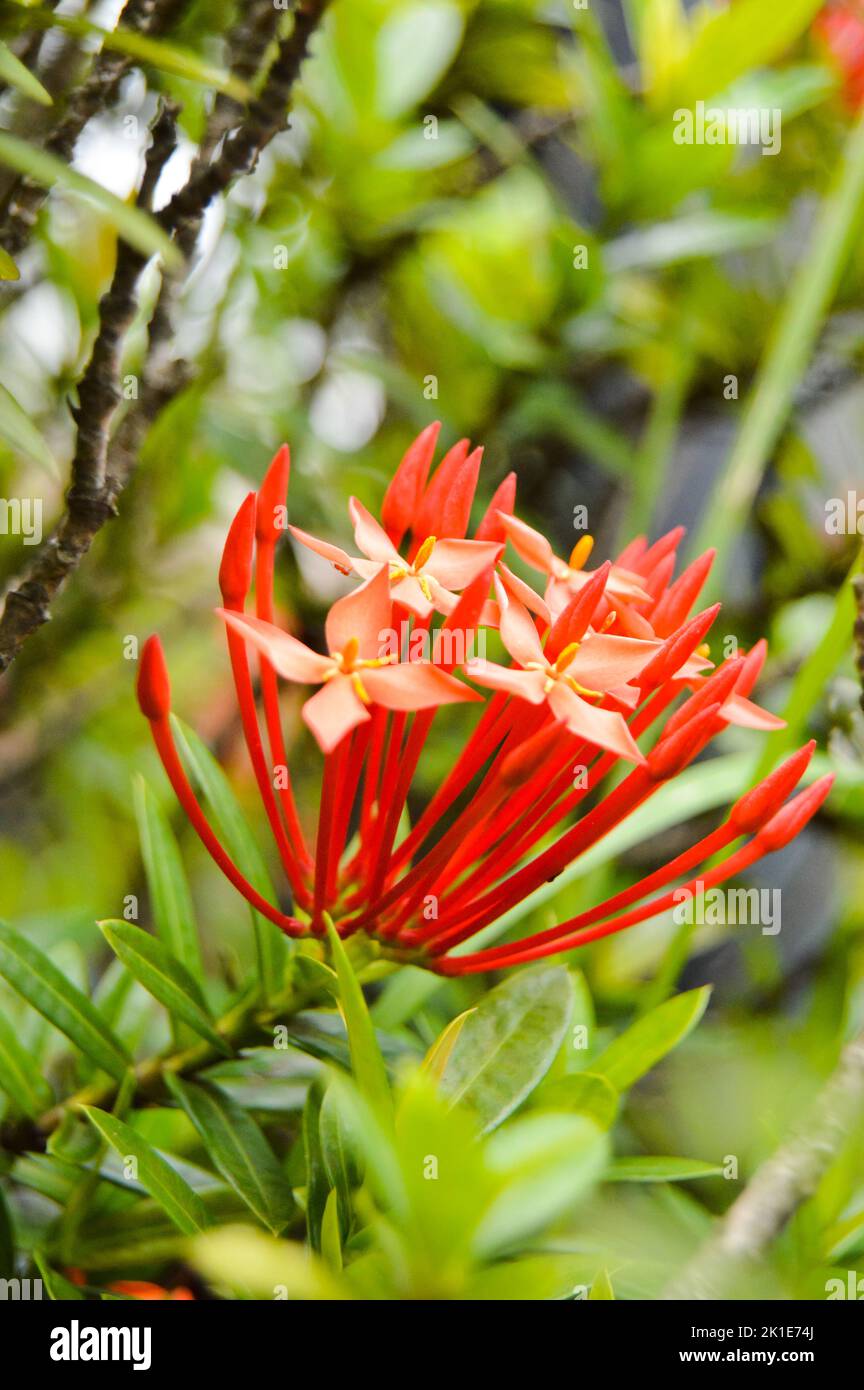 Ixora coccinea also known as jungle geranium, flame of the woods or ...