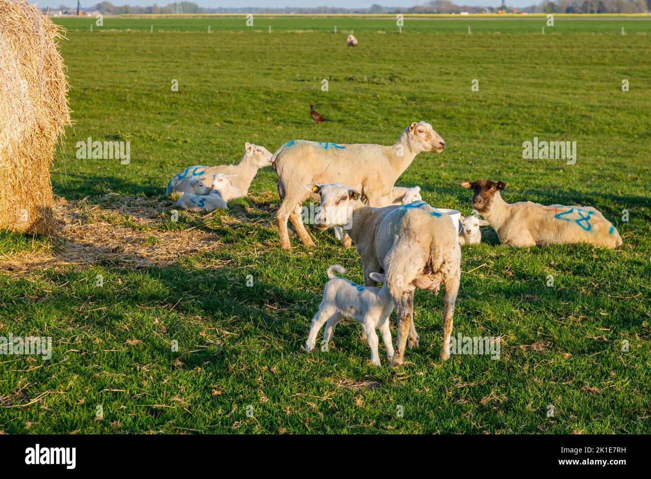 Flock of sheep with lambs in the paddock Stock Photo - Alamy