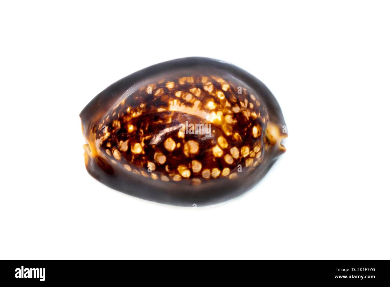 Conch shells chocolate hi-res stock photography and images - Alamy