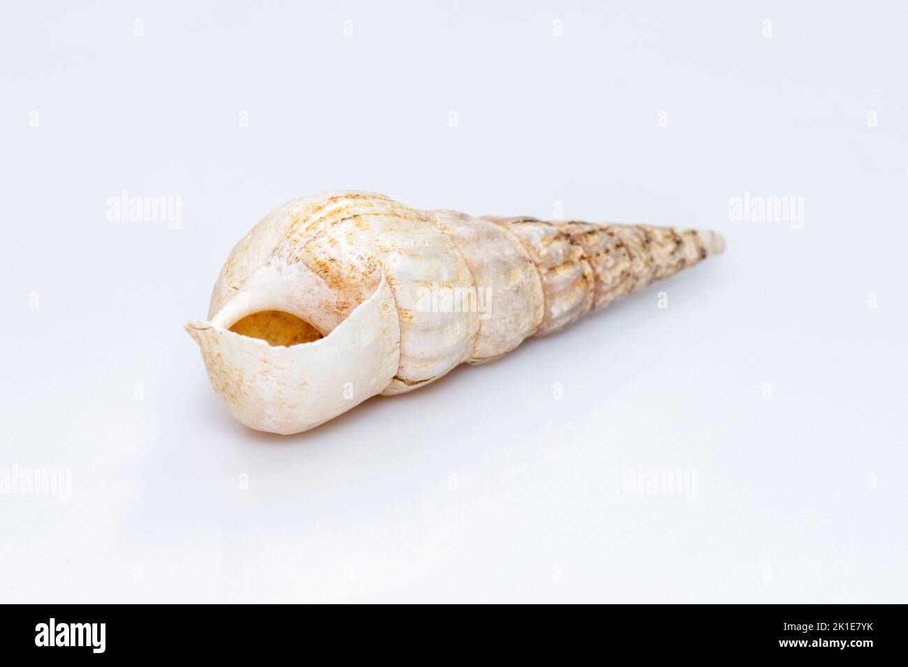 Image of rhinoclavis aspera is a species of sea snail, a marine ...