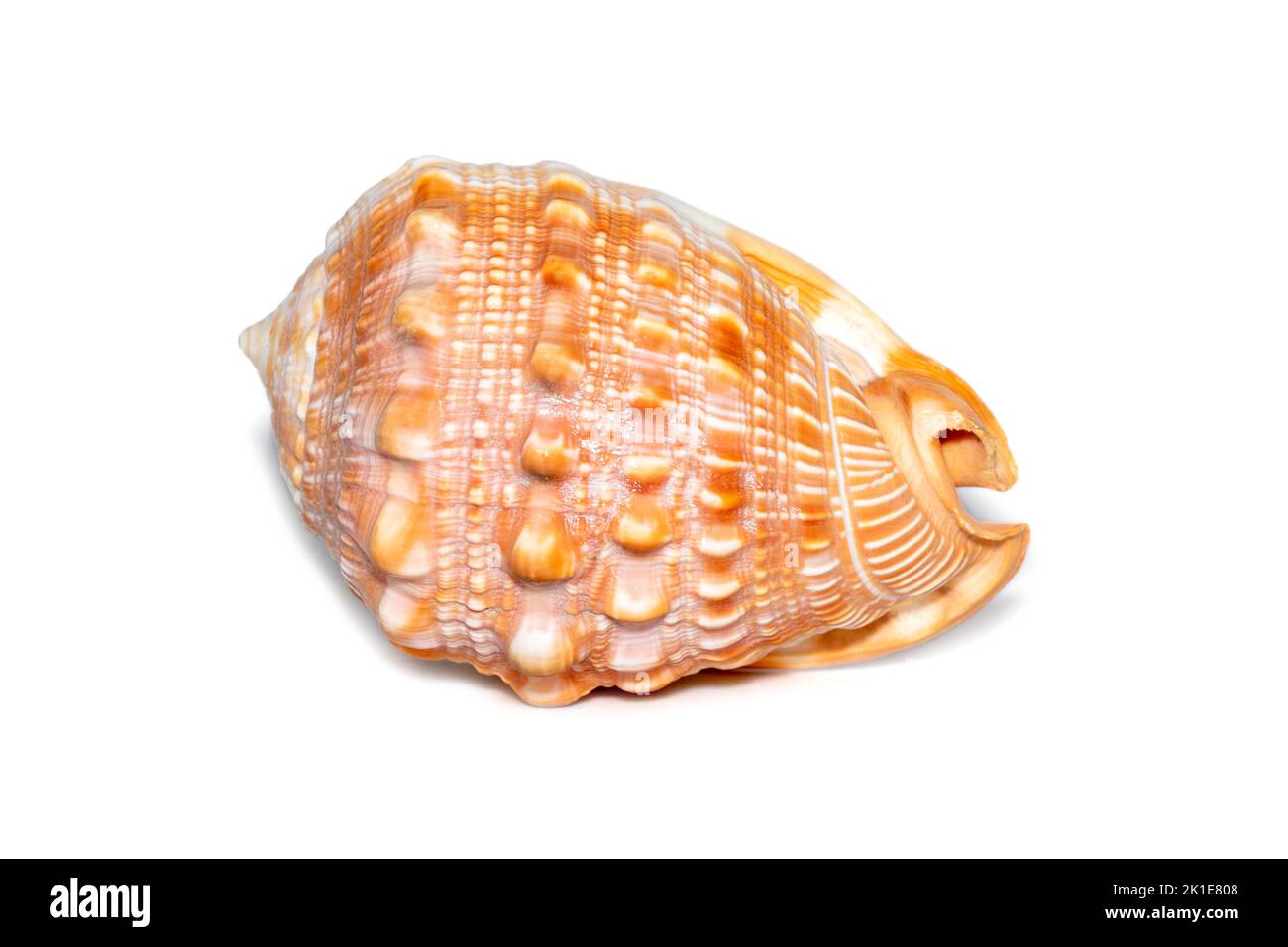 Image of sea shell orange cassis cornuta on a white background ...