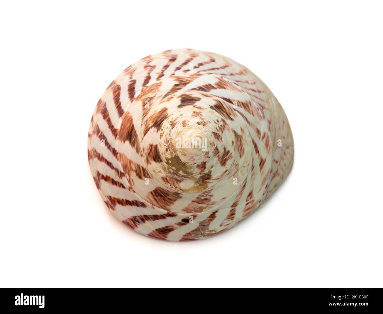 Image of Rochia nilotica, common name the commercial top shell, is a ...