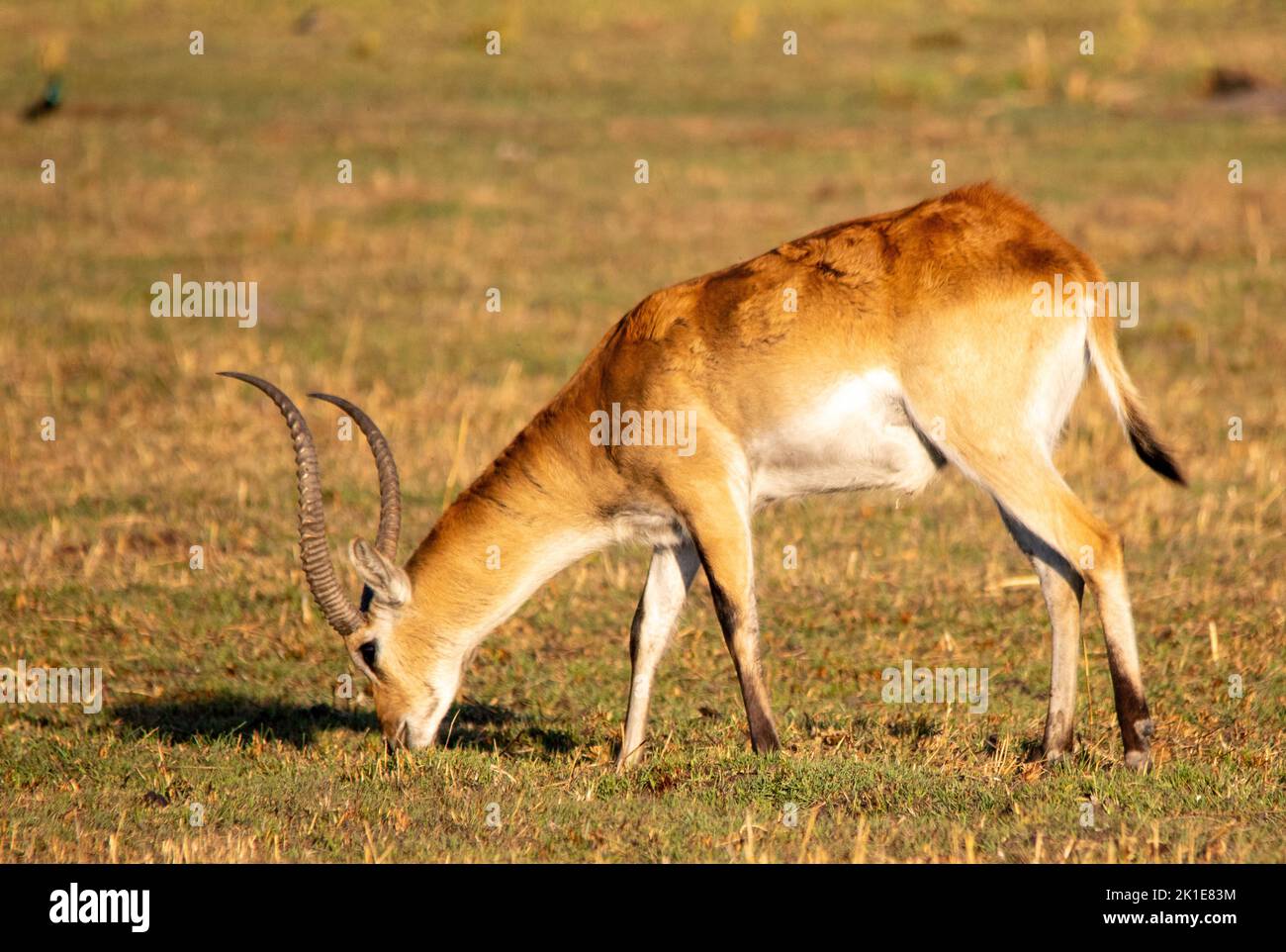 Antelope feet hi-res stock photography and images - Alamy