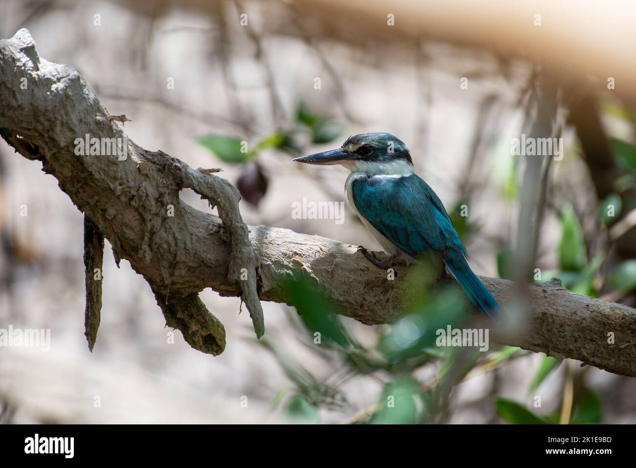 Kalba wildlife hi-res stock photography and images - Alamy
