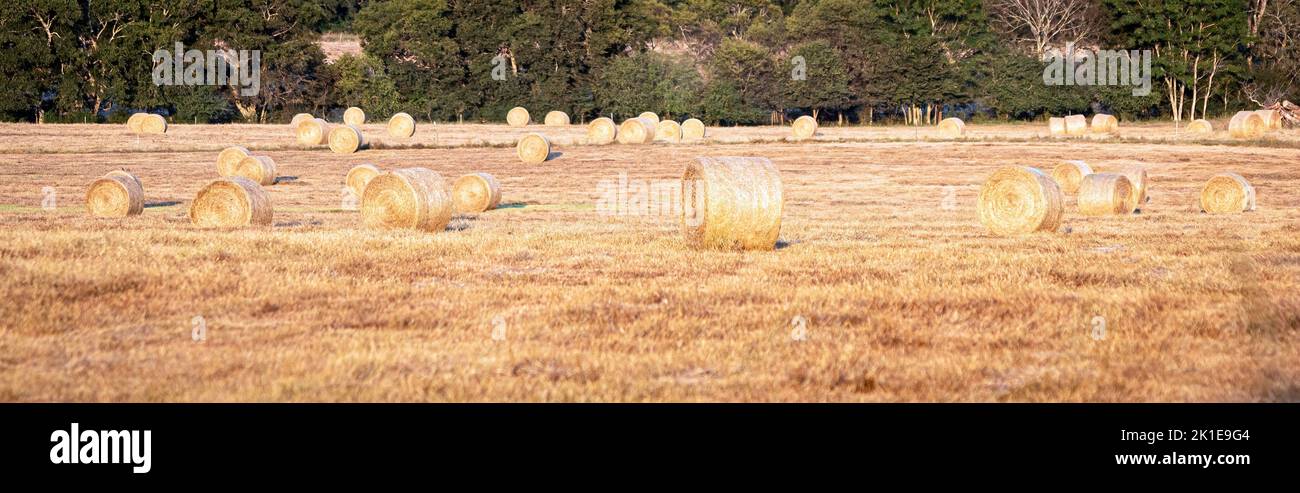 Field of freshly harvested round hay bales in a field prior to ...