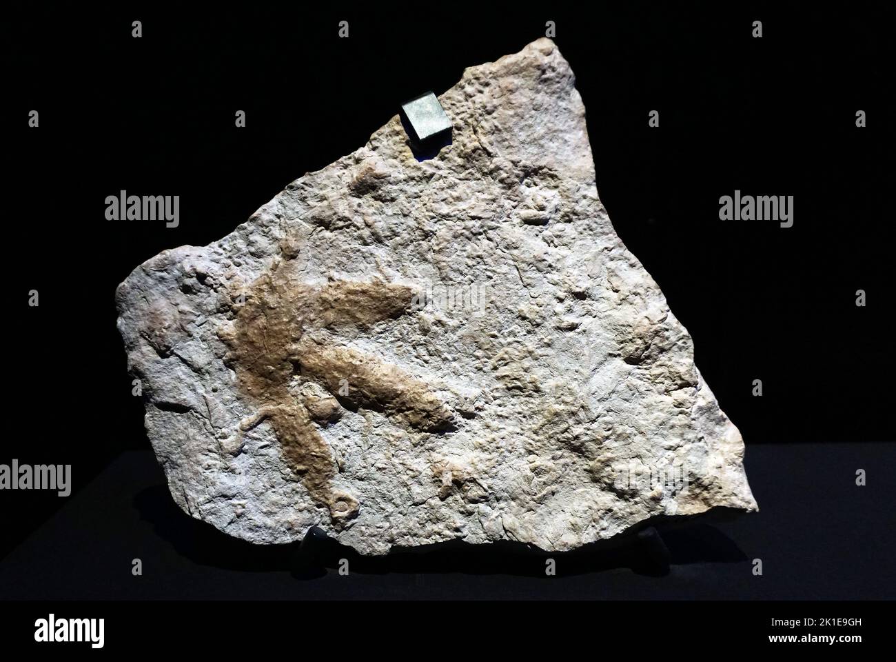 Ichnofossil footprint.Anomoepus pienkovskii.Early Jurassic.201,3 - 174 ...