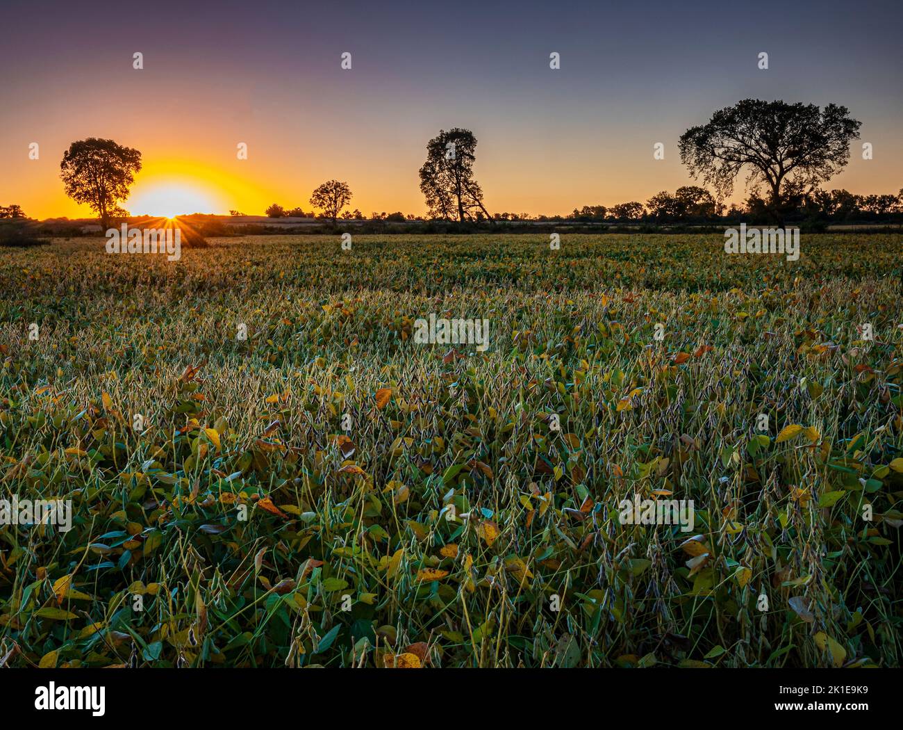 Some agriculural fields are still grown at Midewin National Tallgrass ...