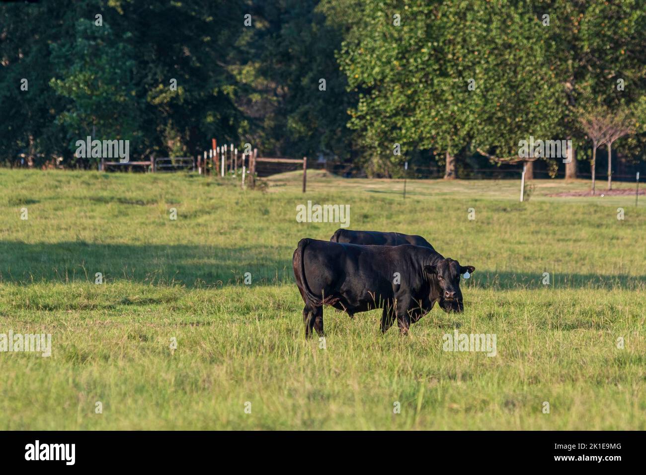 Black Angus bulls in a lush green pasture preparing for the fall ...