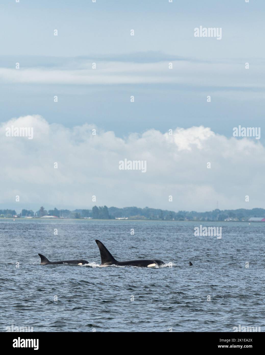 A pod of orcas swim travel along the Strait of Georgia with the ...
